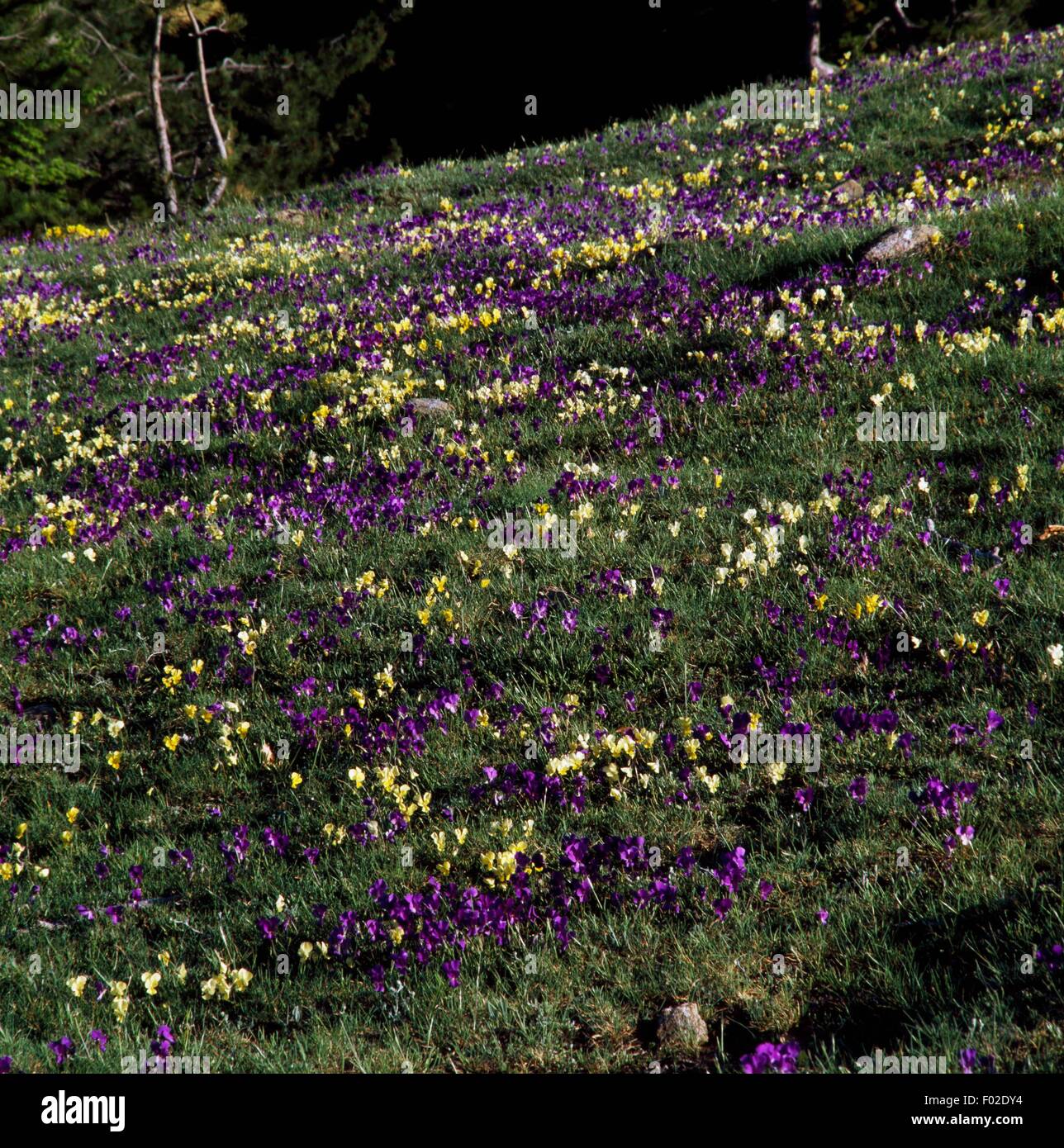 Violets in bloom (Viola sp), Lesser Sila, Sila National Park, Calabria ...
