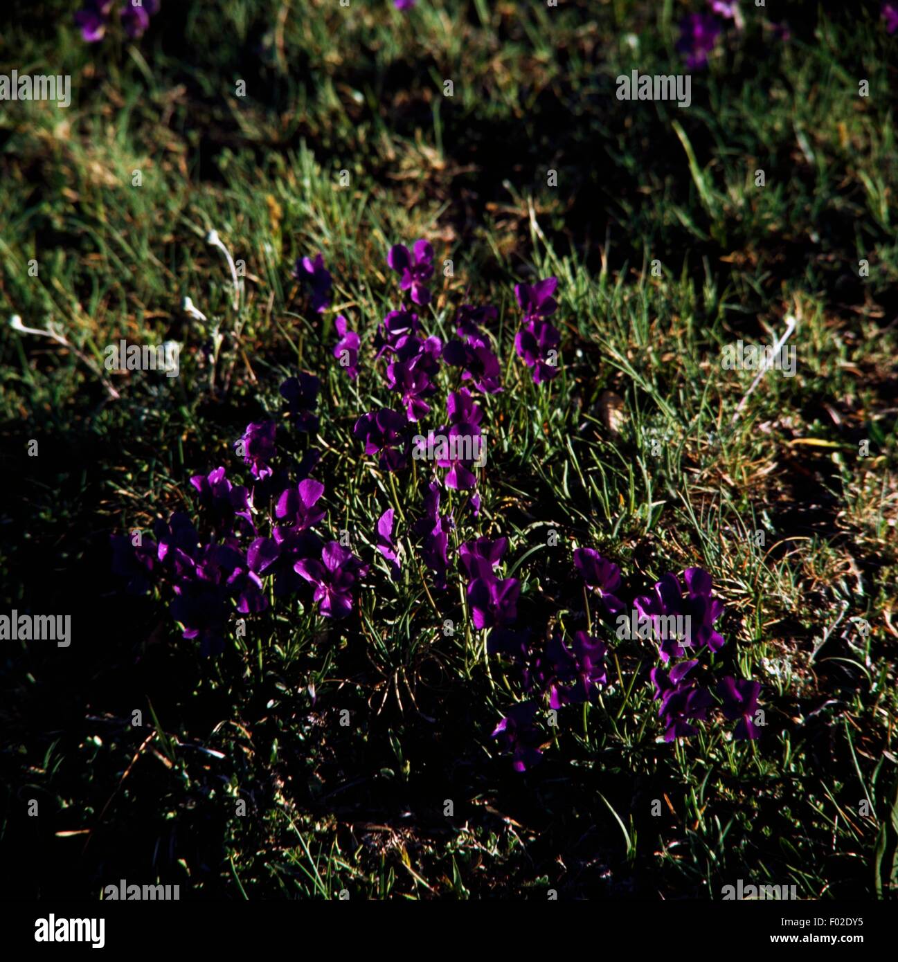 Violets in bloom (Viola sp), Lesser Sila, Sila National Park, Calabria ...