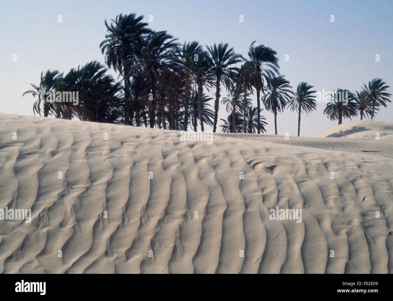 Oasis geography hi-res stock photography and images - Alamy