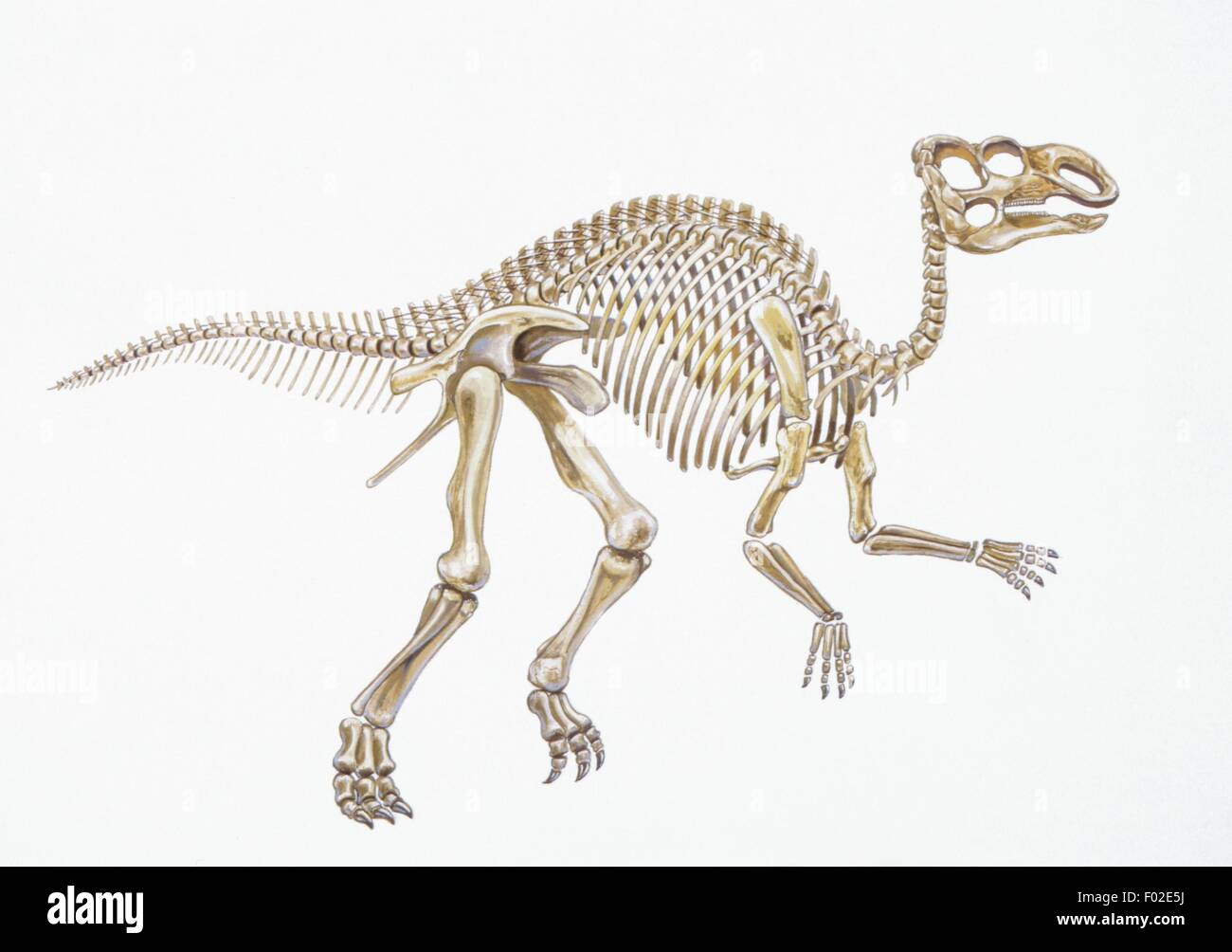 Hadrosaurus hi-res stock photography and images - Alamy