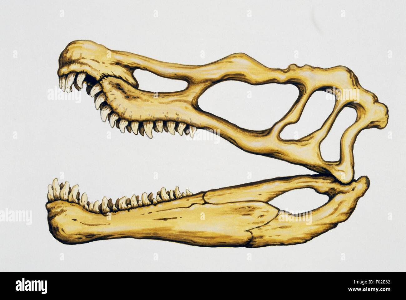 Spinosaurus skull, Spinosauridae, Cretaceous. Illustration Stock Photo ...