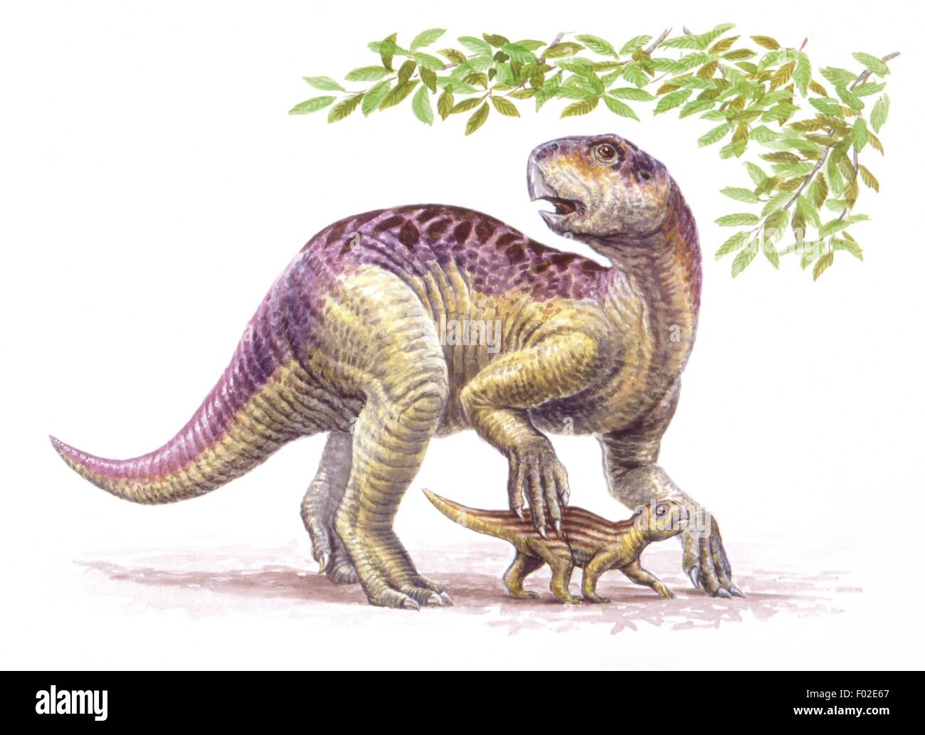 Psittacosaurus young hi-res stock photography and images - Alamy