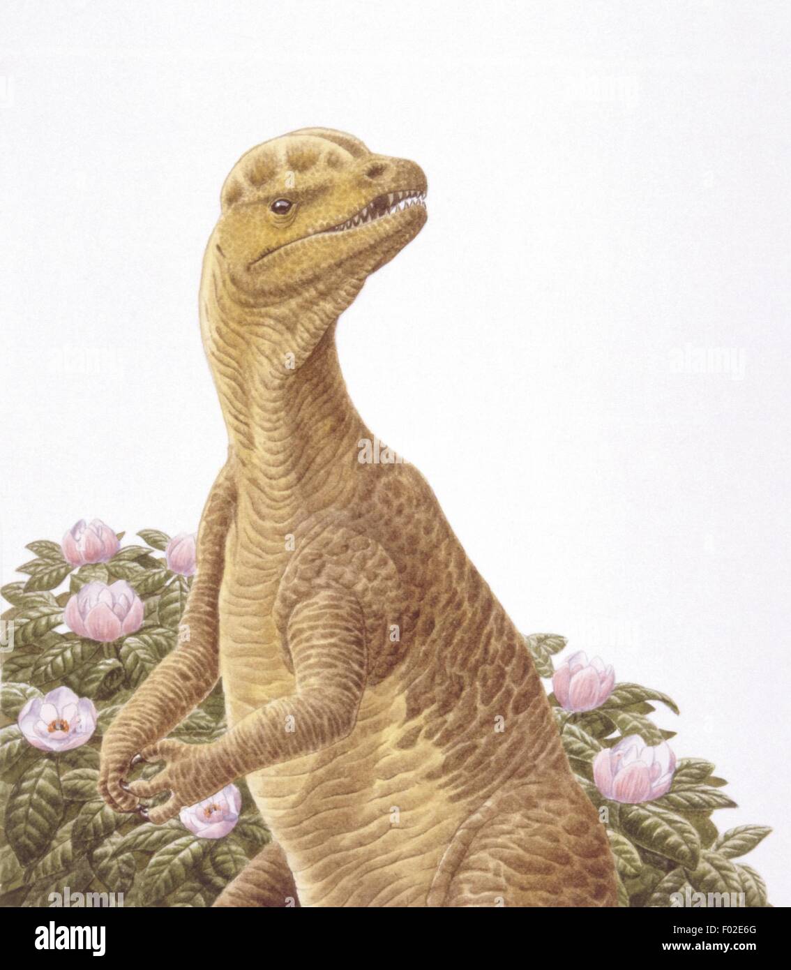 Palaeozoology - Jurassic period - Dinosaurs - Dilophosaurus - Art work ...
