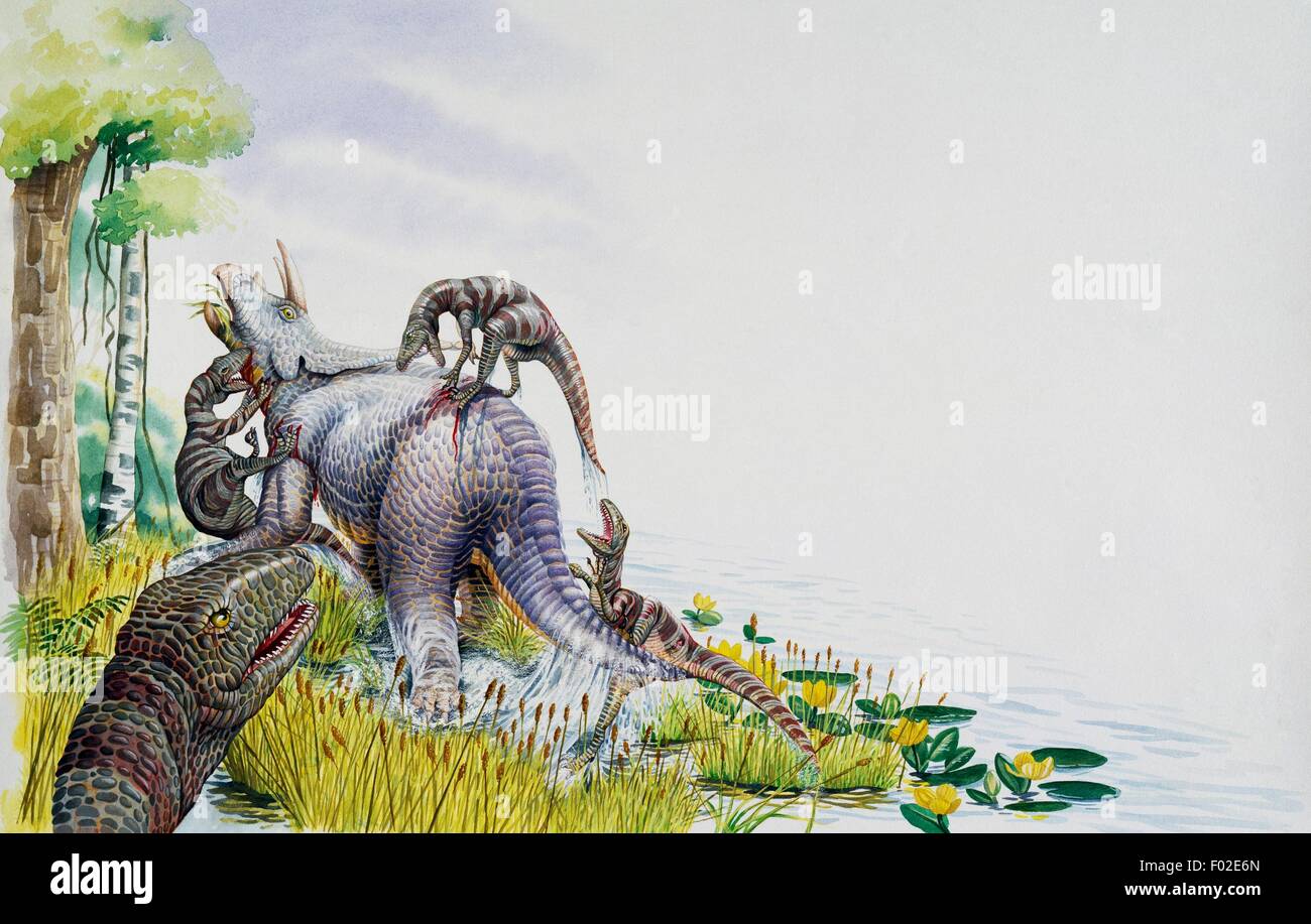 Dromaeosaurus albertensis, Dromaeosauridae, attacking a Ceratopsidae ...