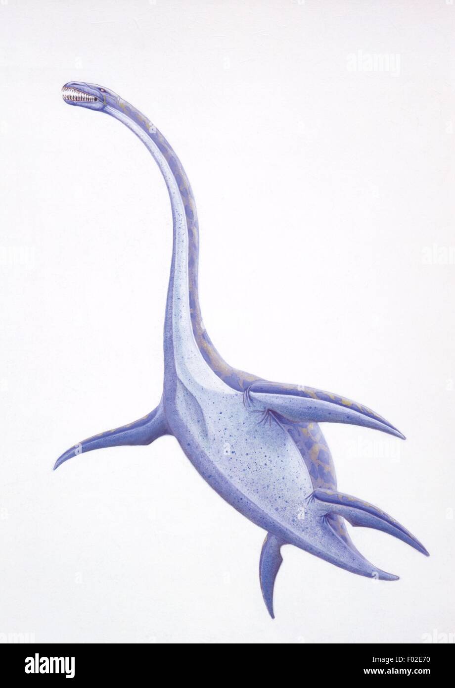 Palaeozoology - Cretaceous period - Dinosaurs - Elasmosaurus - Art work ...