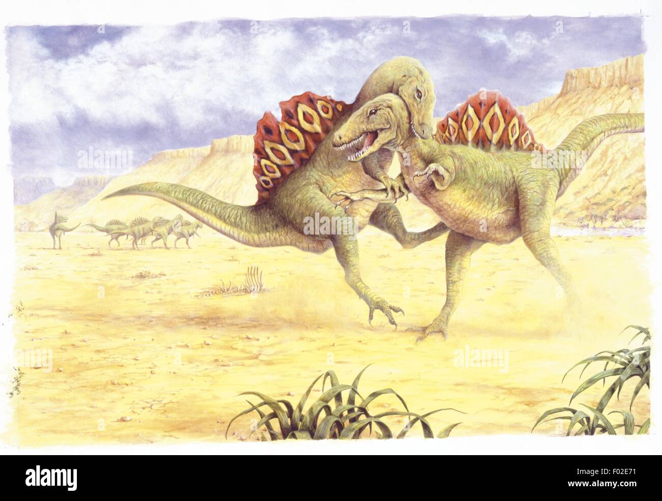 Palaeozoology - Cretaceous period - Dinosaurs - Spinosaurus - Art work ...