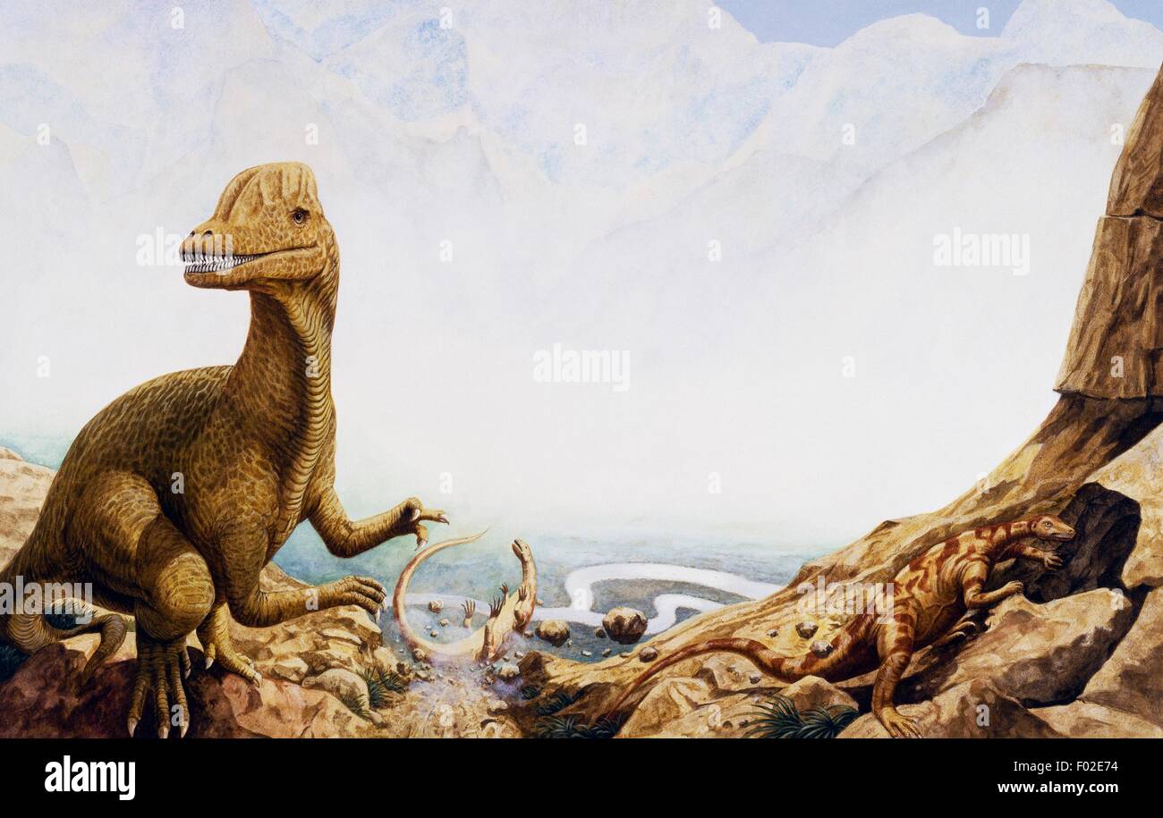 Dilophosaurus wetherilli, Dilophosauridae, Early Jurassic. Illustration ...