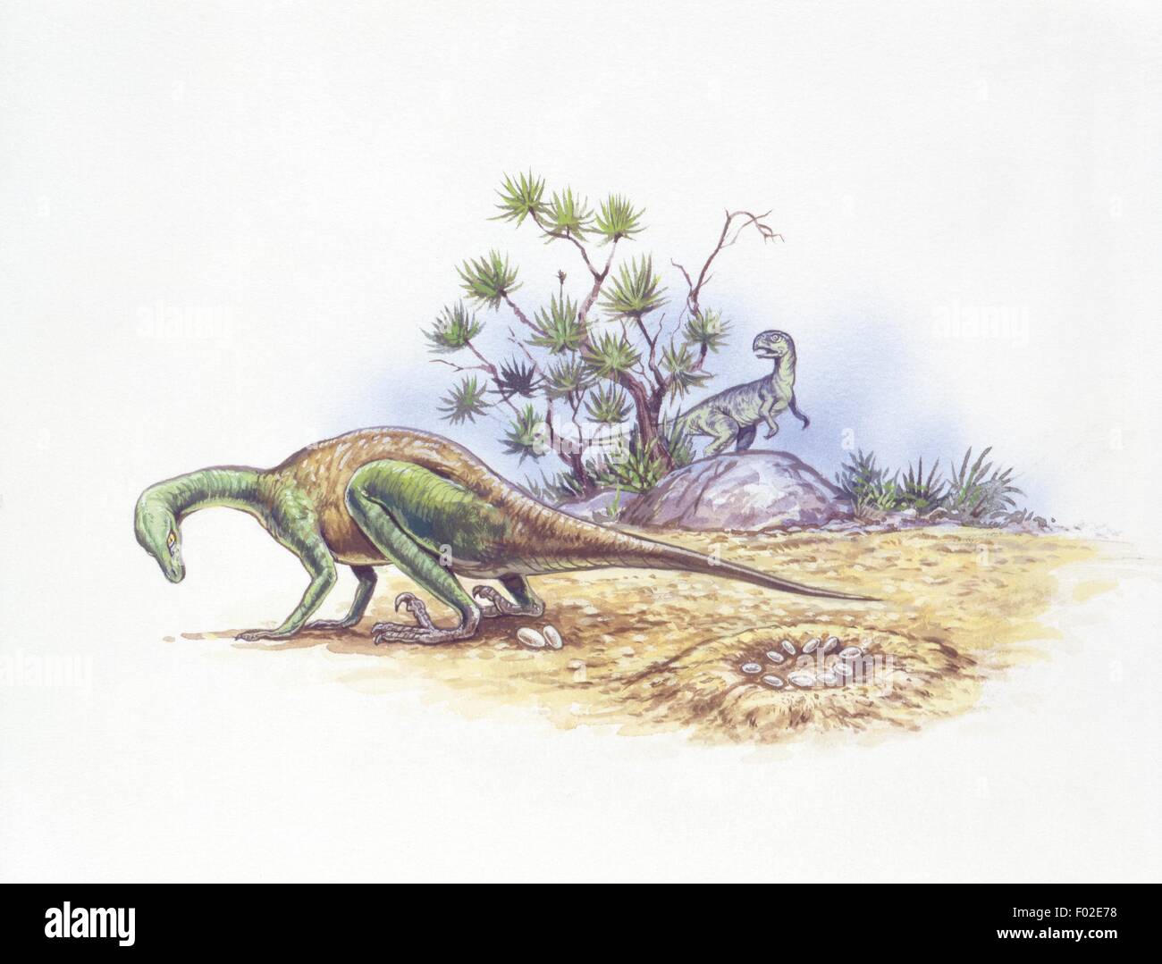 Troodon egg hi-res stock photography and images - Alamy