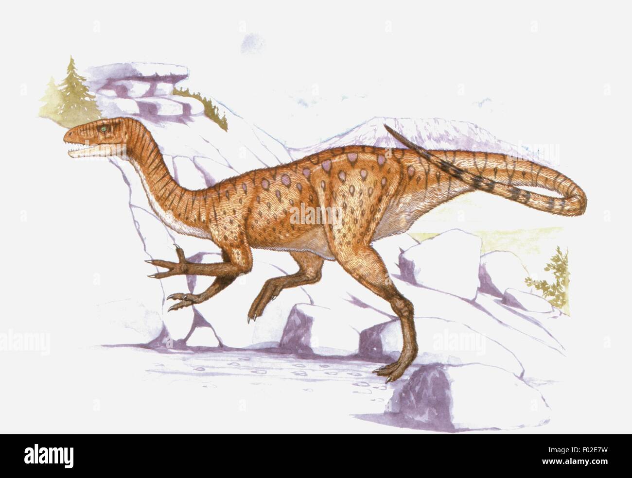 Palaeozoology - Jurassic period - Dinosaurs - Coelurus - Art work Stock ...