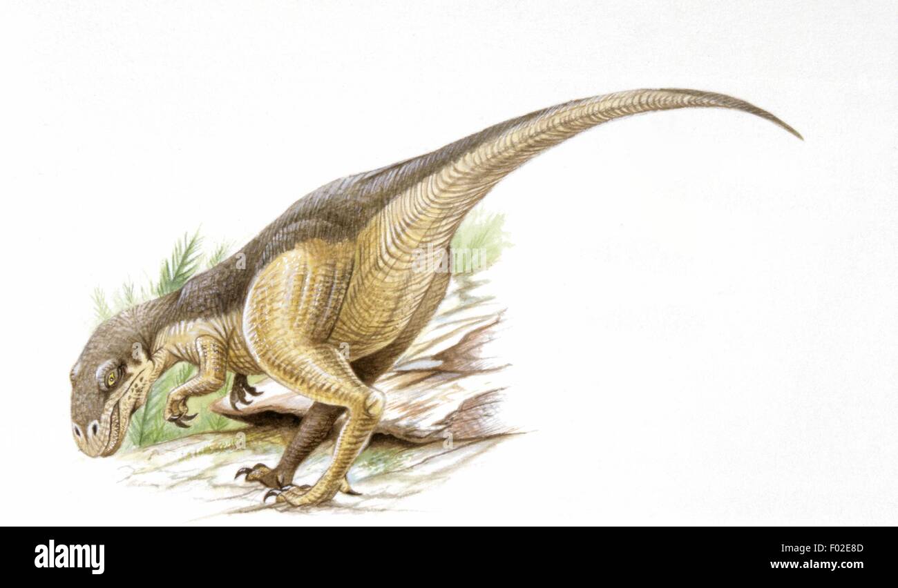 Palaeozoology - Jurassic period - Dinosaurs - Allosaurus - Art work ...