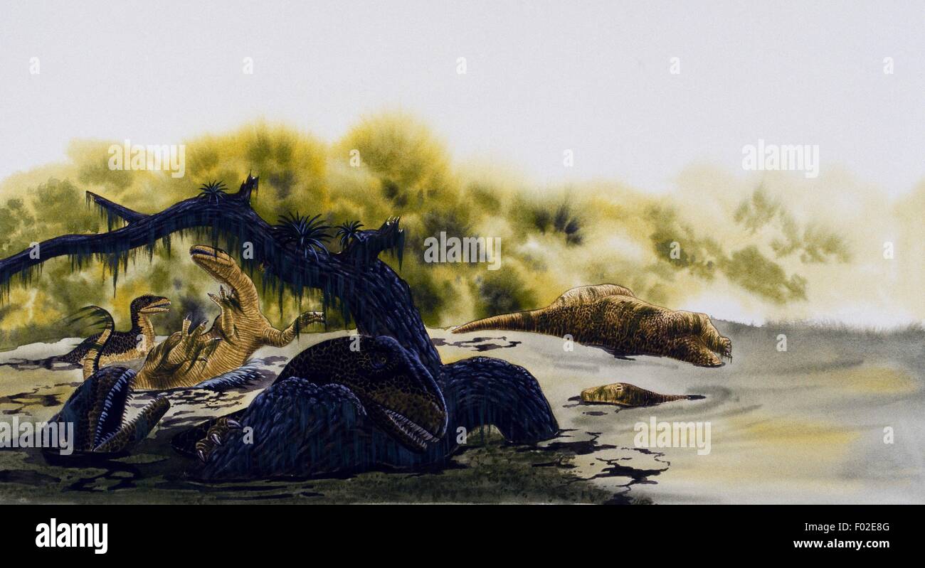 Specimens of Allosaurus dying (Allosaurus fragilis), Allosauridae, Late ...
