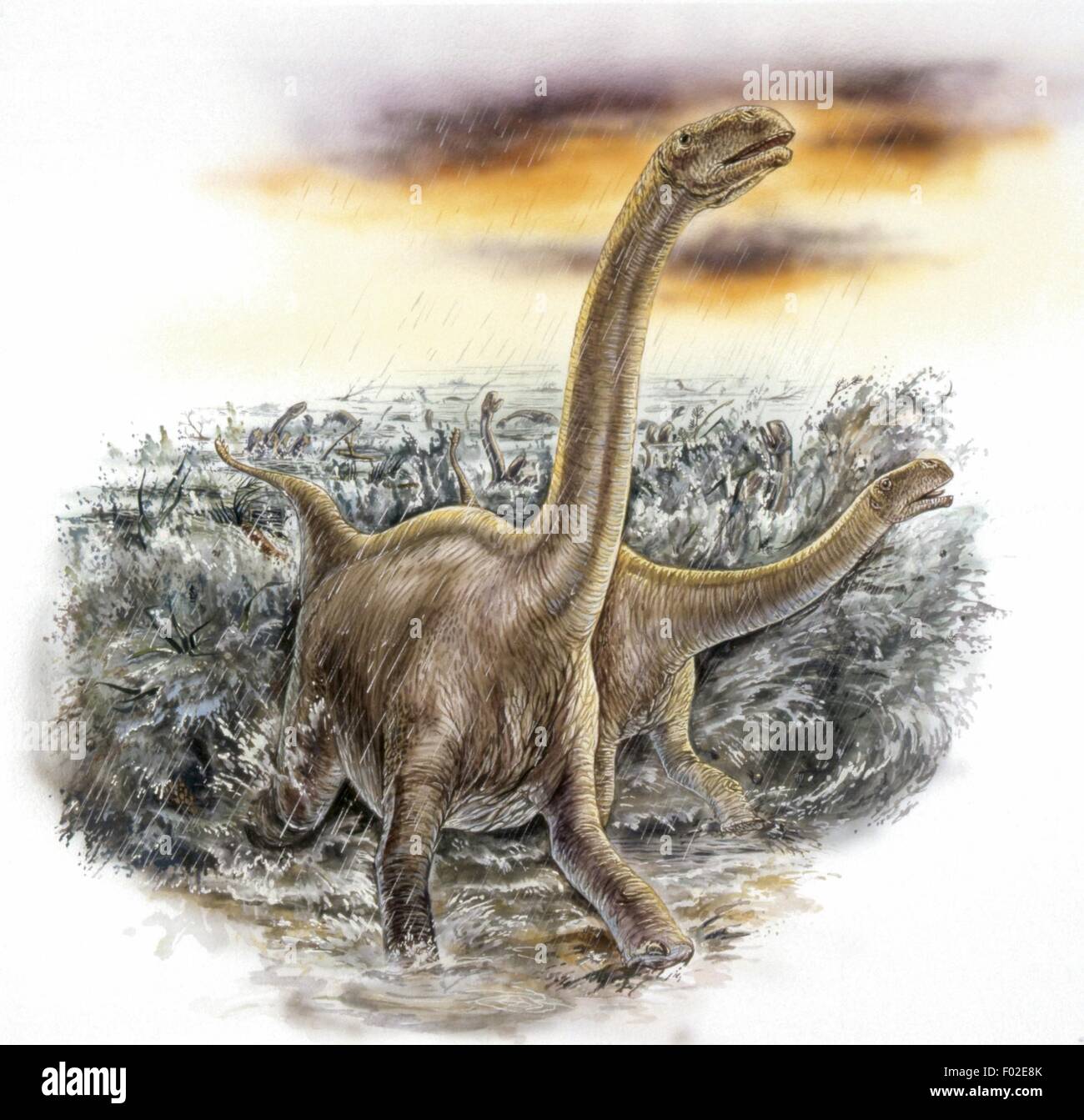 Palaeozoology - Jurassic period - Dinosaurs - Shunosaurus - Art work ...