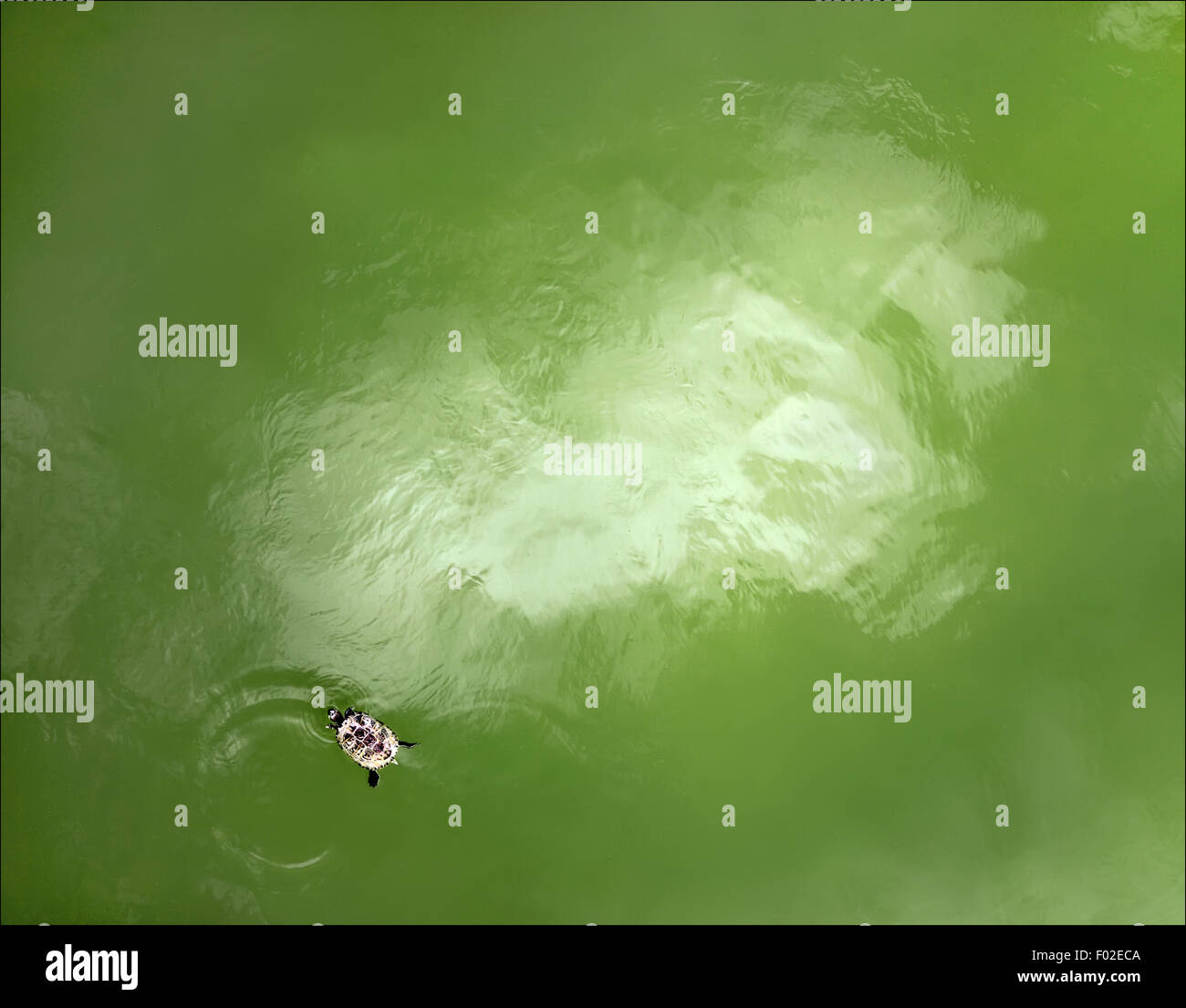 Turtle swimming in river, Valencia, Spain Stock Photo - Alamy