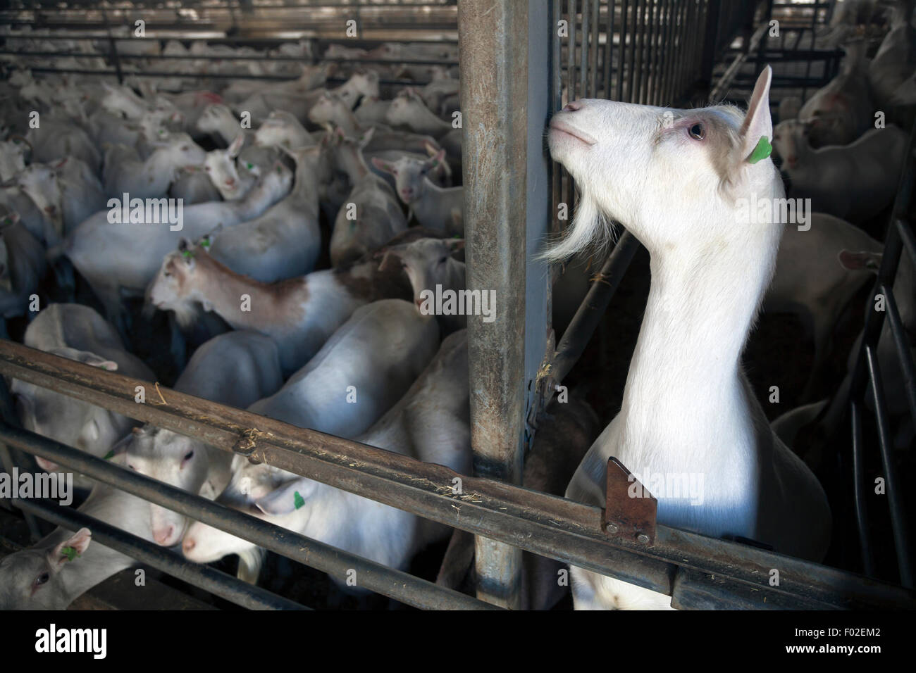 one goat comes forward in dimly lit stable with many goats in the ...