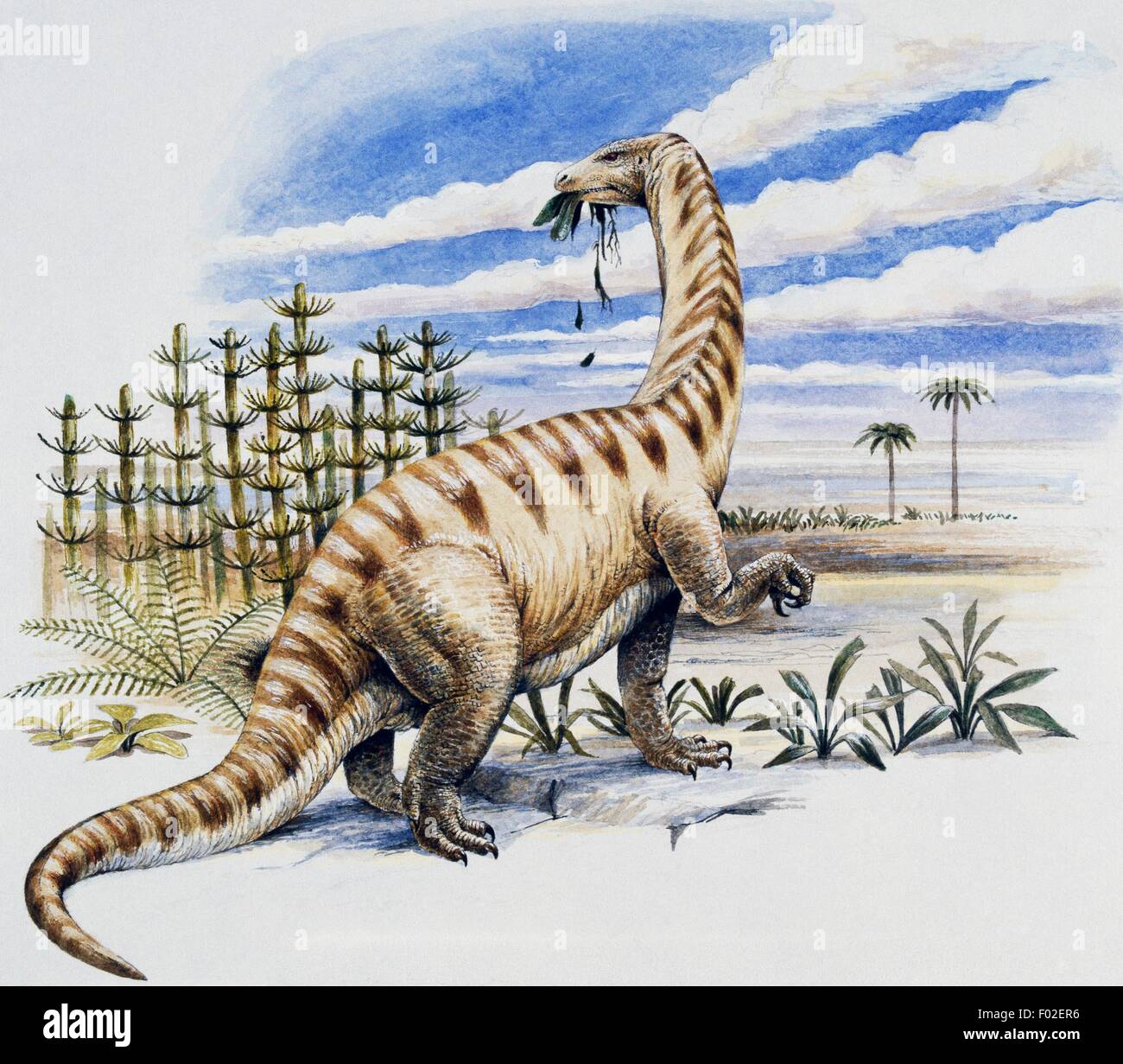 Lufengosaurus huenei, Massospondylidae, Early Jurassic. Illustration ...