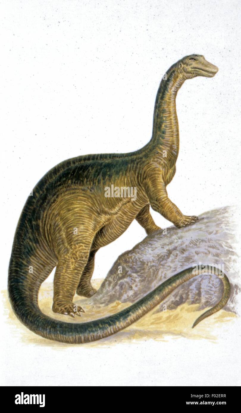 Palaeozoology - Jurassic period - Dinosaurs - Apatosaurus - Art work ...
