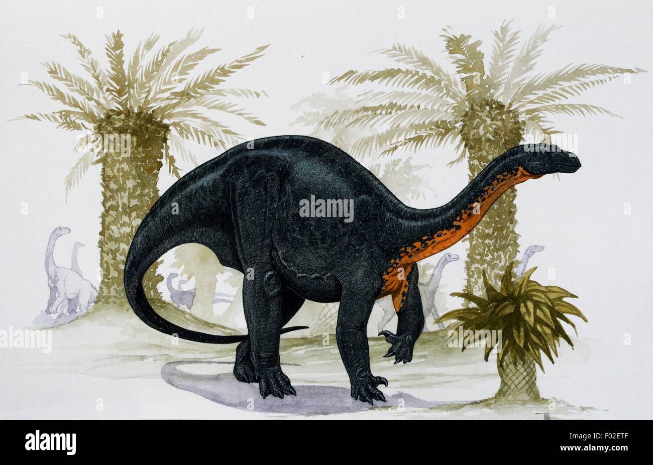 Blikanasaurus cromptoni, Blikanasauridae, Late Triassic. Illustration ...