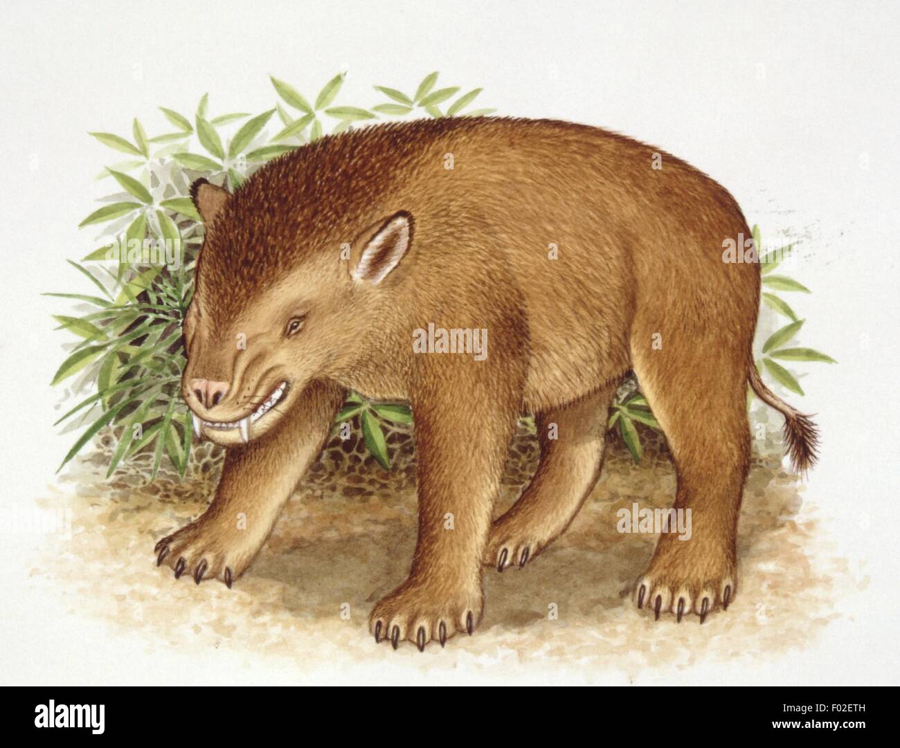 Palaeozoology - Cainozoic period - Extinct mammals - Pantodonta ...