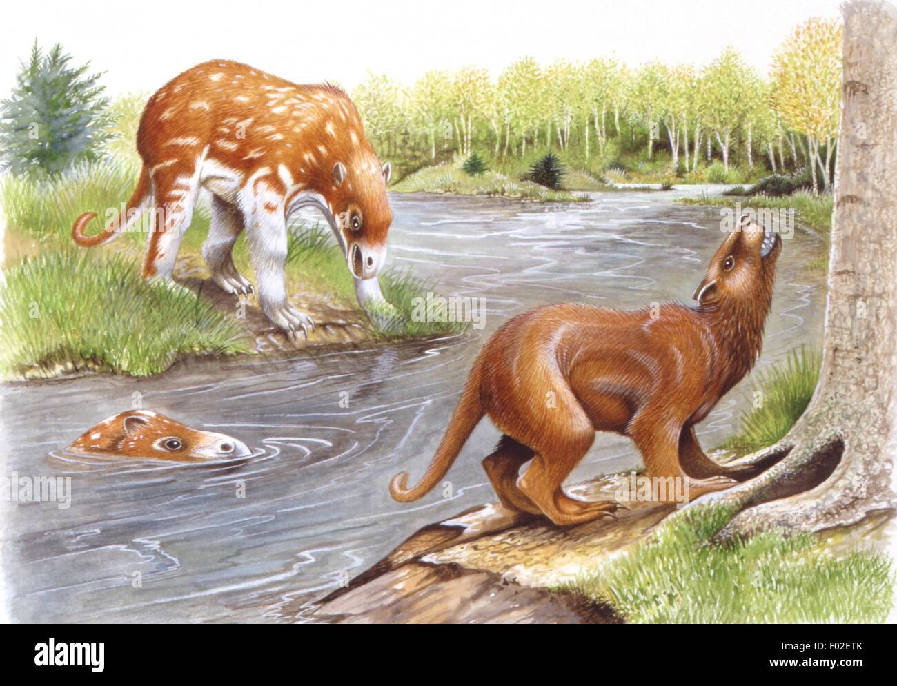 Palaeozoology - Paleocene period - Extinct mammals - Taeniolabis and ...