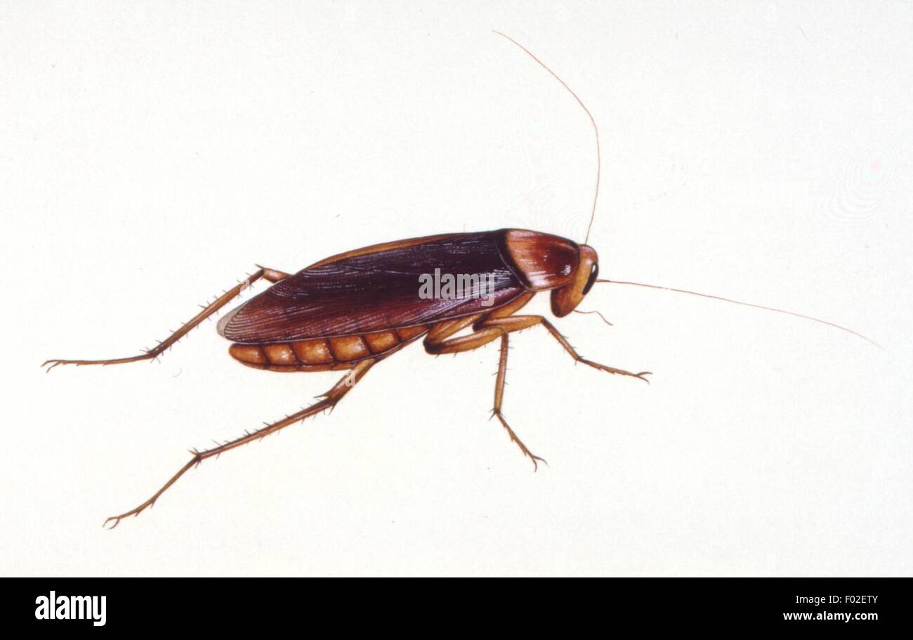 Carboniferous insect hi-res stock photography and images - Alamy