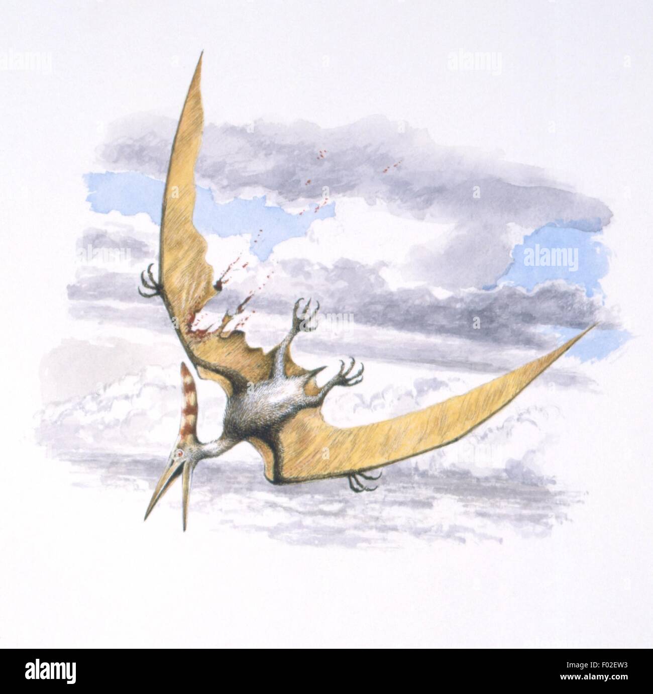 Palaeozoology - Cretaceous period - Fossil reptiles - Flying reptiles ...