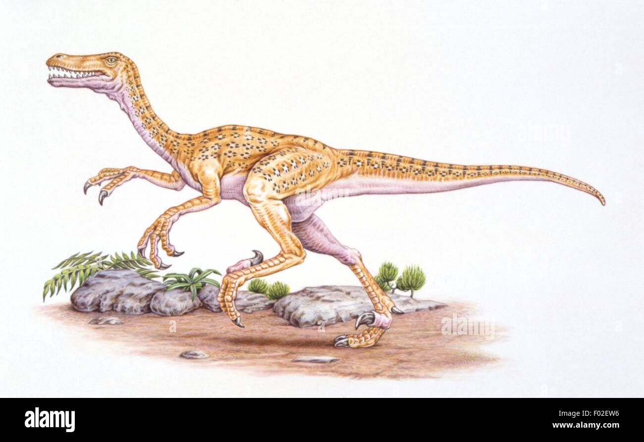 Palaeozoology - Cretaceous period - Dinosaurs - Velociraptor ...