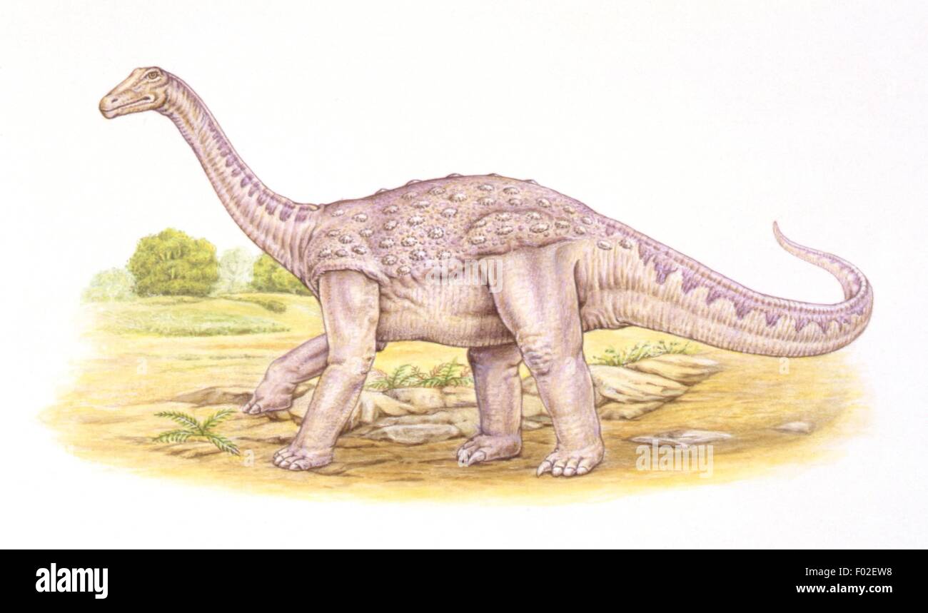 Palaeozoology - Cretaceous period - Dinosaurs - Saltasaurus - Art work ...