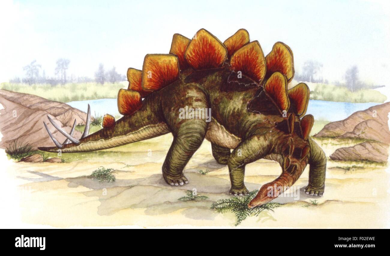 Palaeozoology - Jurassic period - Dinosaurs - Stegosaurus - Art work ...