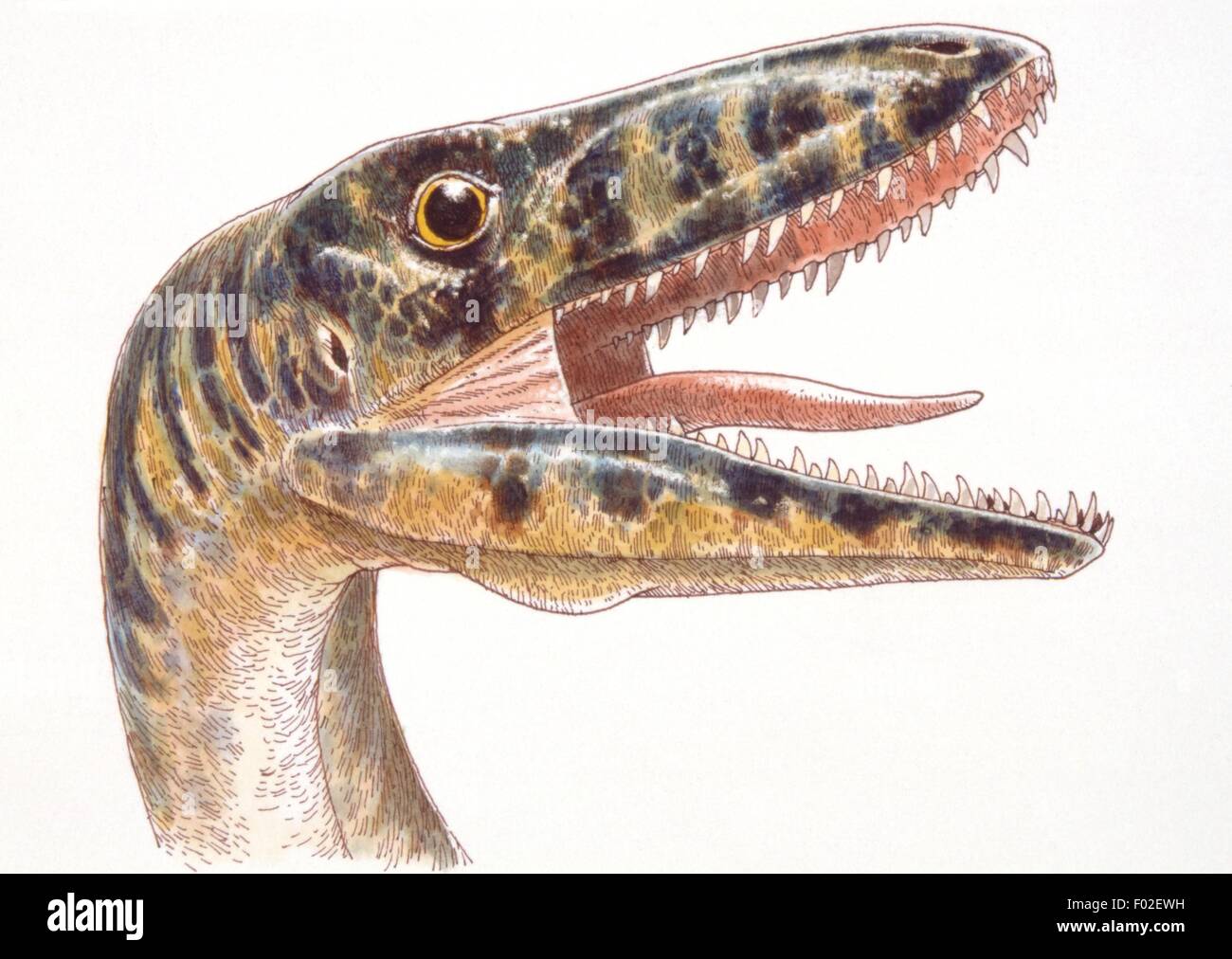 Palaeozoology - Triassic period - Dinosaurs - Coelophysis head - Art ...