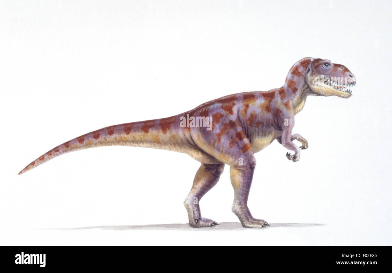 Palaeozoology - Jurassic period - Dinosaurs - Megalosaurus - Art work ...
