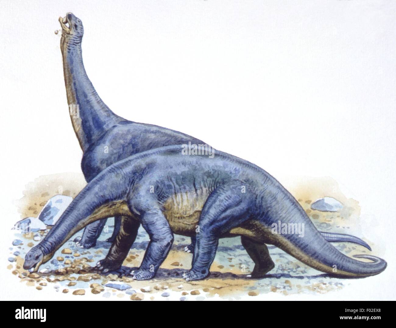 Cetiosaurus
