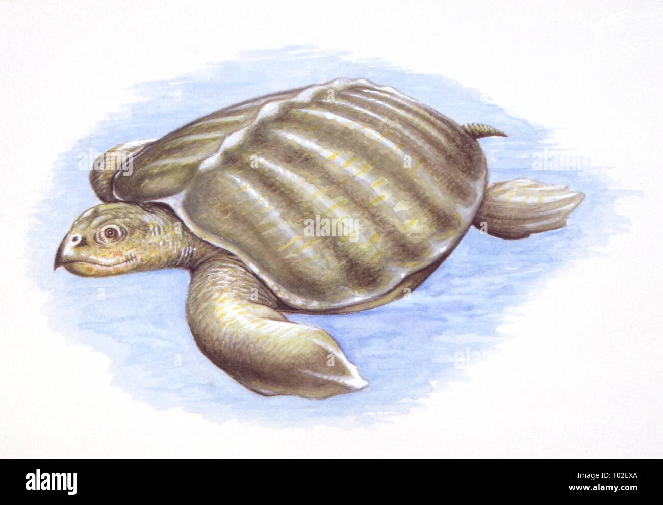 Palaeozoology - Cretaceous period - Fossil reptiles - Archelon - Art ...