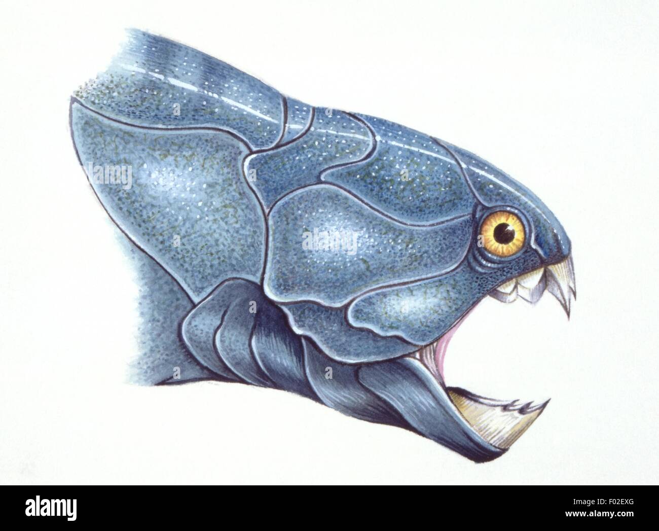 Palaeozoology - Devonian period - Placodermi - Dunkleosteus - Art work ...