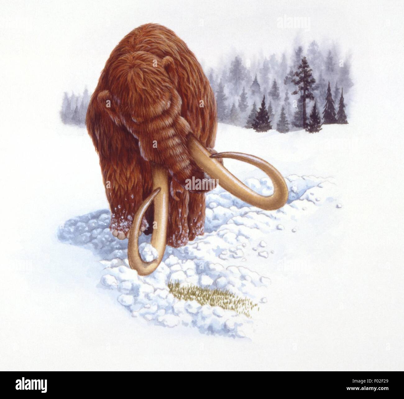 Palaeozoology - Pliocene/Pleistocene period - Extinct mammals - Mammoth ...