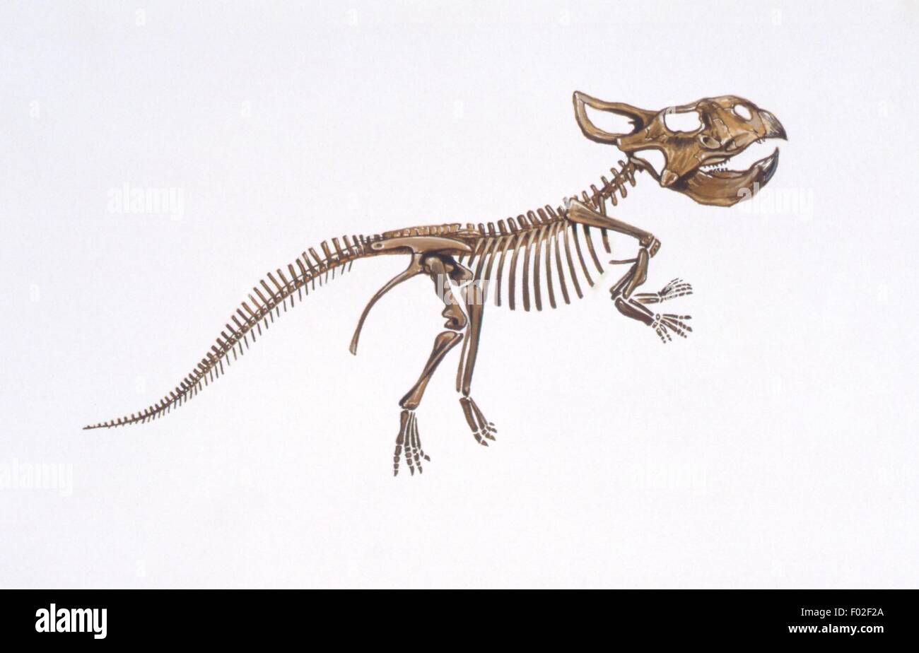 Palaeozoology - Cretaceous - Dinosaurs - Protoceratops (skeleton) - Art ...