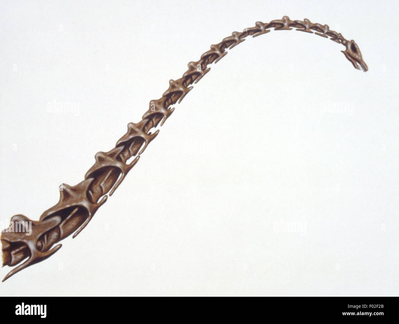 Palaeozoology - Jurassic period - Dinosaurs - Skeleton of a Diplodocus ...