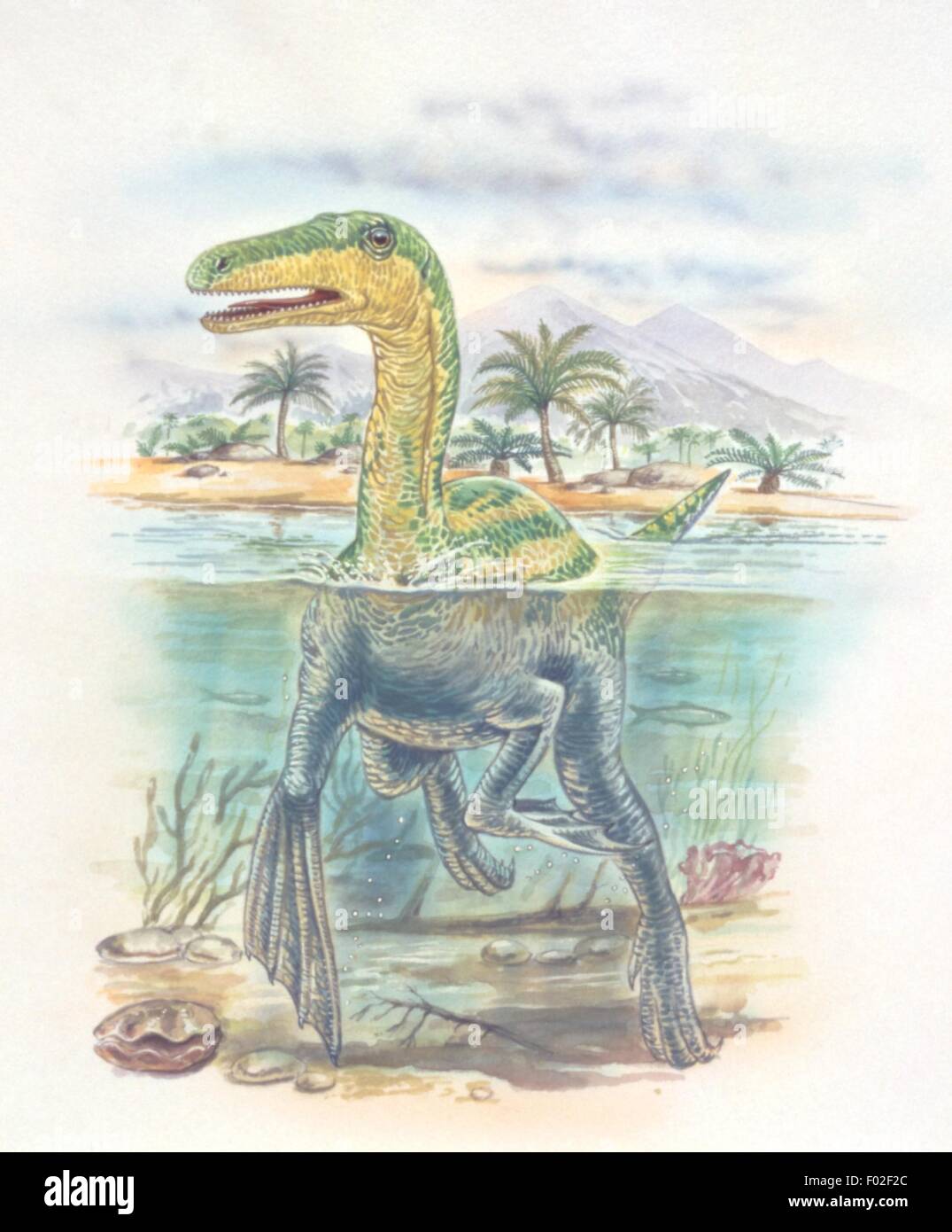 Palaeozoology - Upper Jurassic period - Fossil reptiles - Dinosaurs - Compsognathus swimming ...