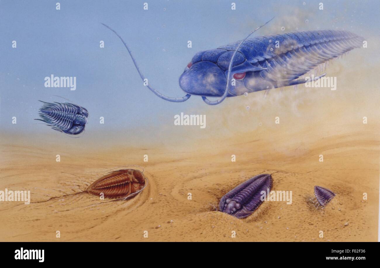 Paleozoic Ocean Animals
