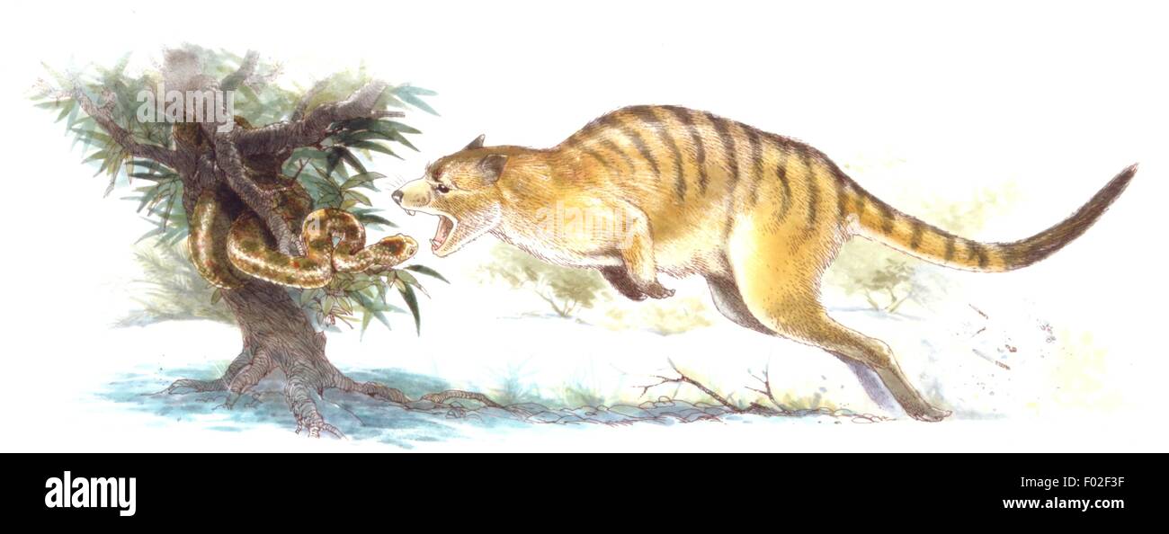 Palaeozoology - Oligocene/Miocene period - Extinct mammals - Ekaltadeta ...