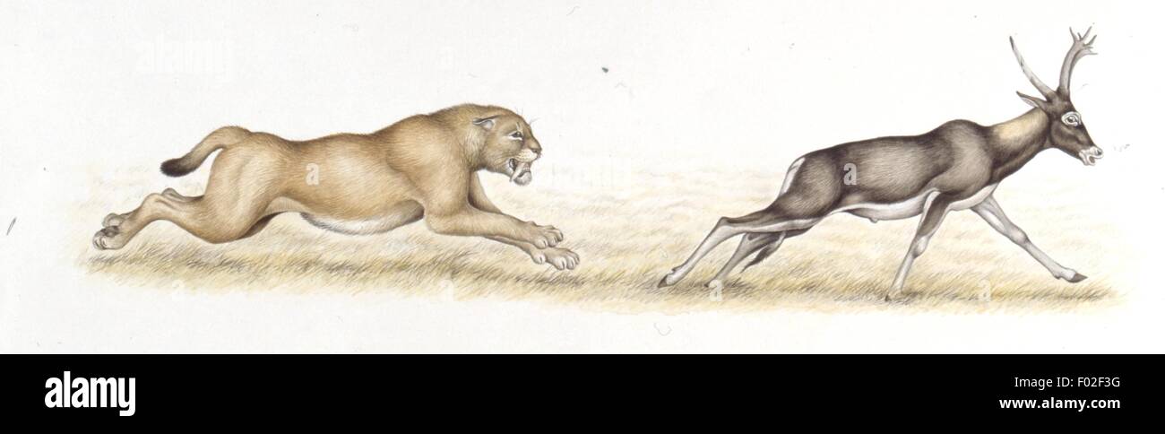 Palaeozoology - Pliocene period - Extinct mammals - Megantereon preys ...