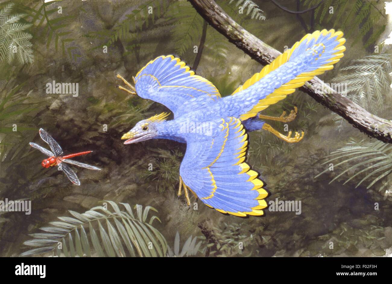 Palaeozoology - Eocene period - Fossil birds - Archaeopteryx preys on a ...