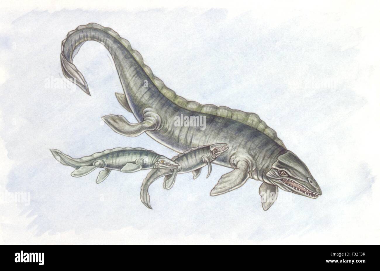 Palaeozoology - Cretaceous - Extinct marine reptiles - Mosasaurus - Art ...