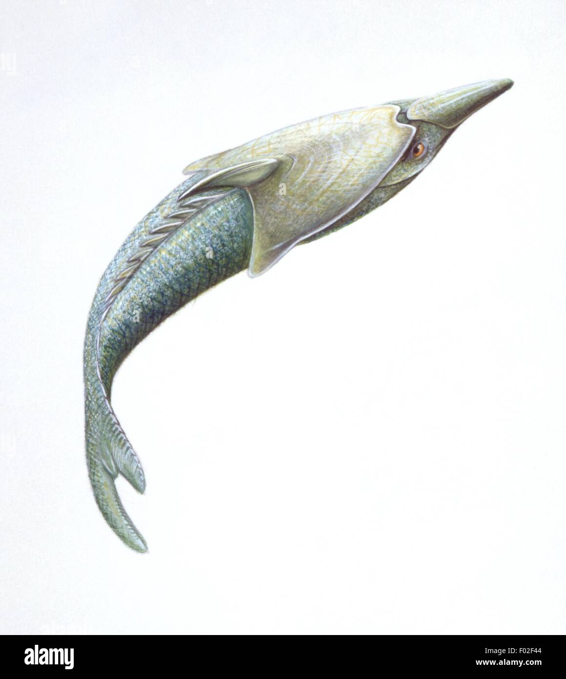 Palaeozoology - Devonian period - Ostracoderms (primitive fishes ...