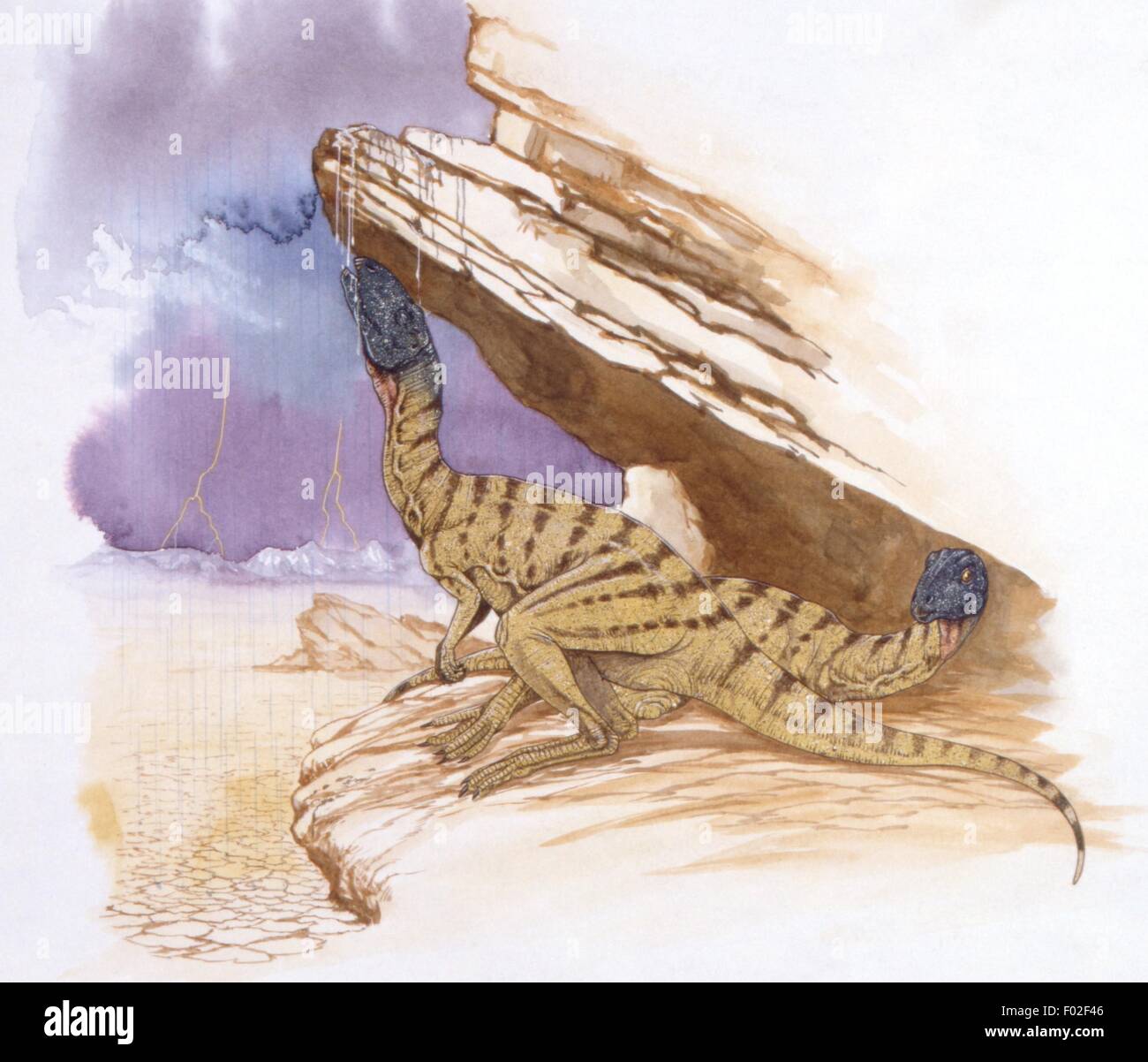 Palaeozoology - Jurassic period - Dinosaurs - Lesothosaurus - Art work ...