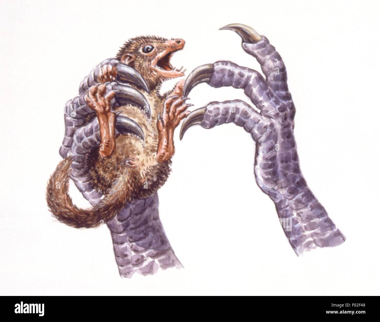 Palaeozoology - Cretaceous period - Dinosaurs - Legs of Dromiceiomimus ...