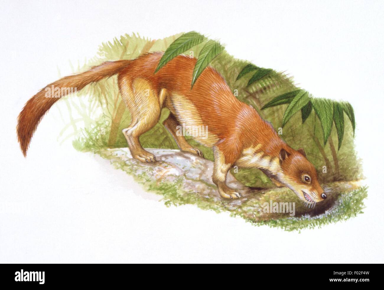 Pliocene hi-res stock photography and images - Alamy