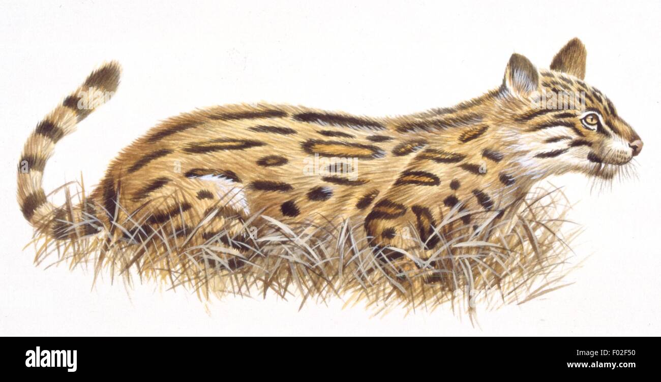 Palaeozoology oligocene period extinct mammals hi-res stock photography ...