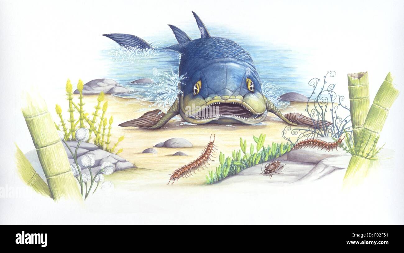 Lobe finned fish hi-res stock photography and images - Alamy