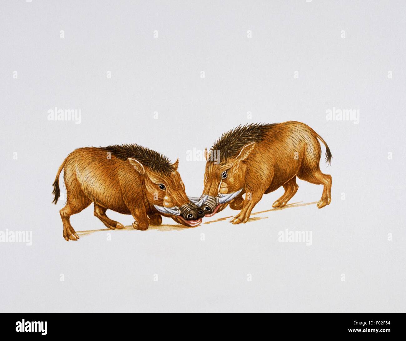 Archaeotherium sp, Entelodontidae, Oligocene. Artwork by Catherine ...