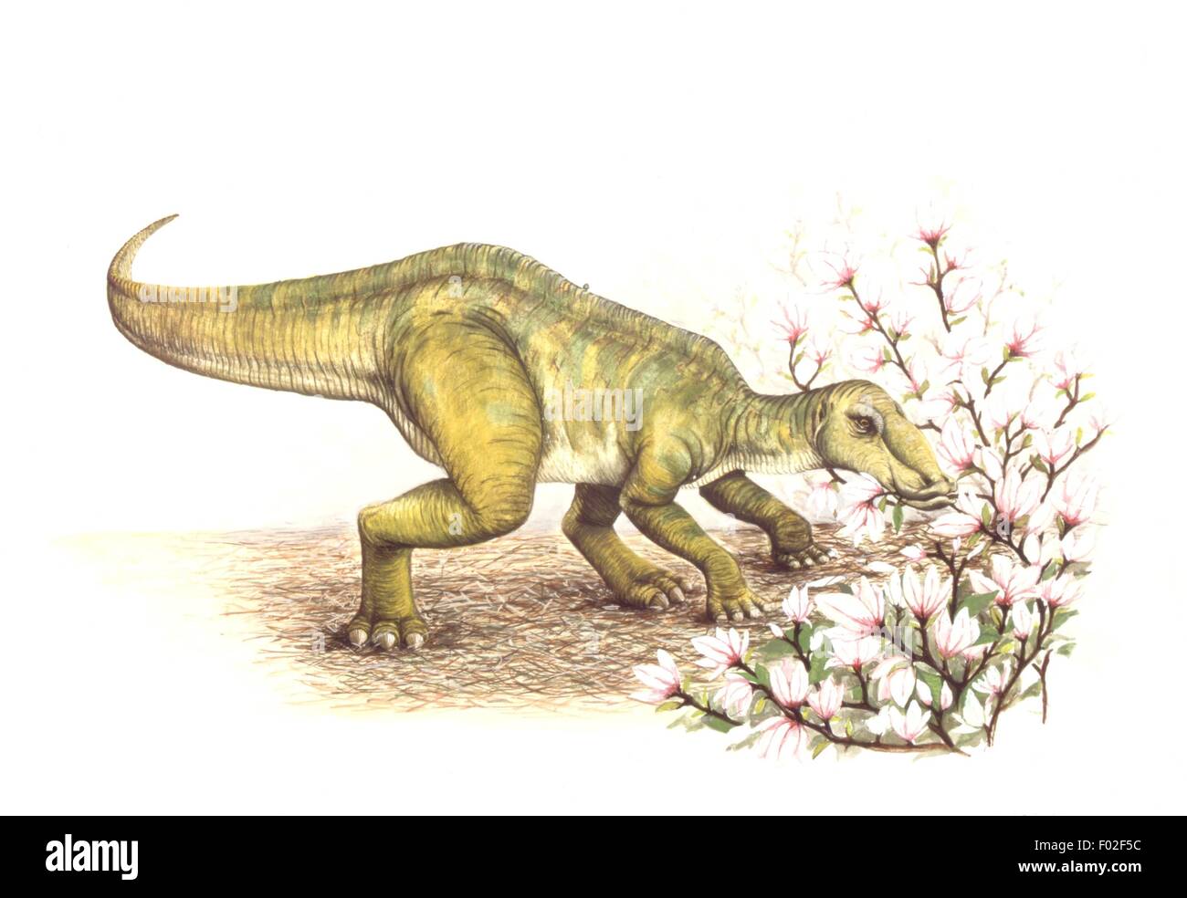 Palaeozoology - Cretaceous period - Dinosaurs - Secernosaurus - Art ...